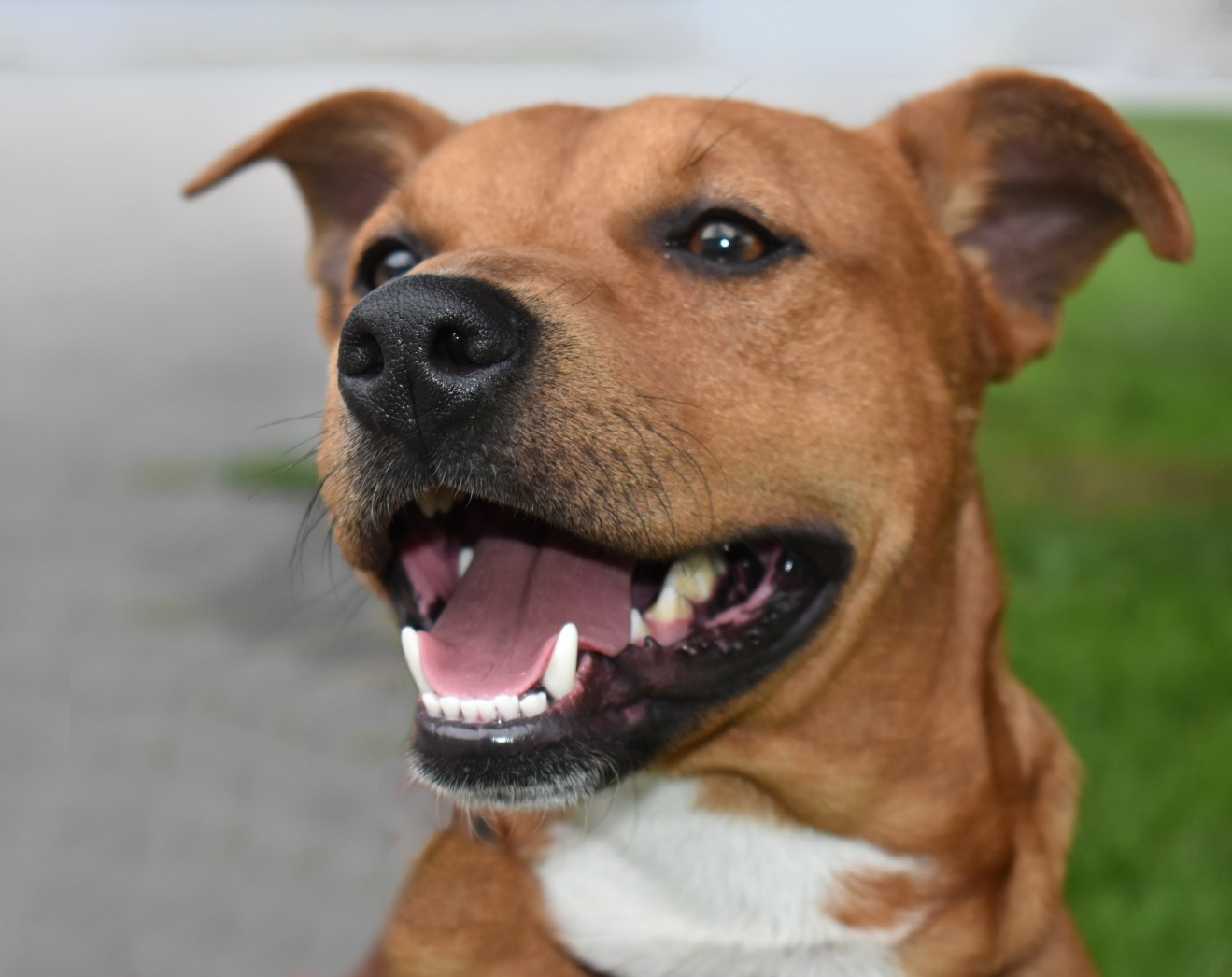 Theo Is NCCR Dog Of The Week | News, Sports, Jobs - Post Journal